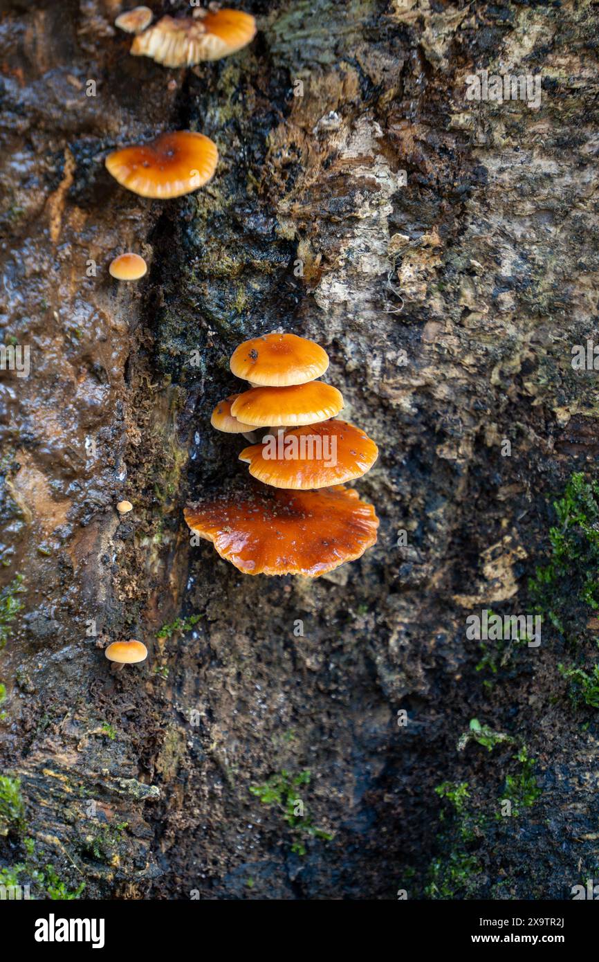 Glossy Velvet Foot fungi (Flammulina velutipes) growing on tree stump ...