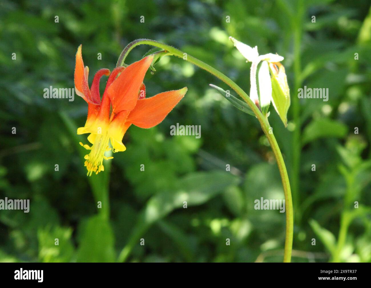 Red Columbine (Aquilegia formosa) wildflower in Elkhorn / Blue ...