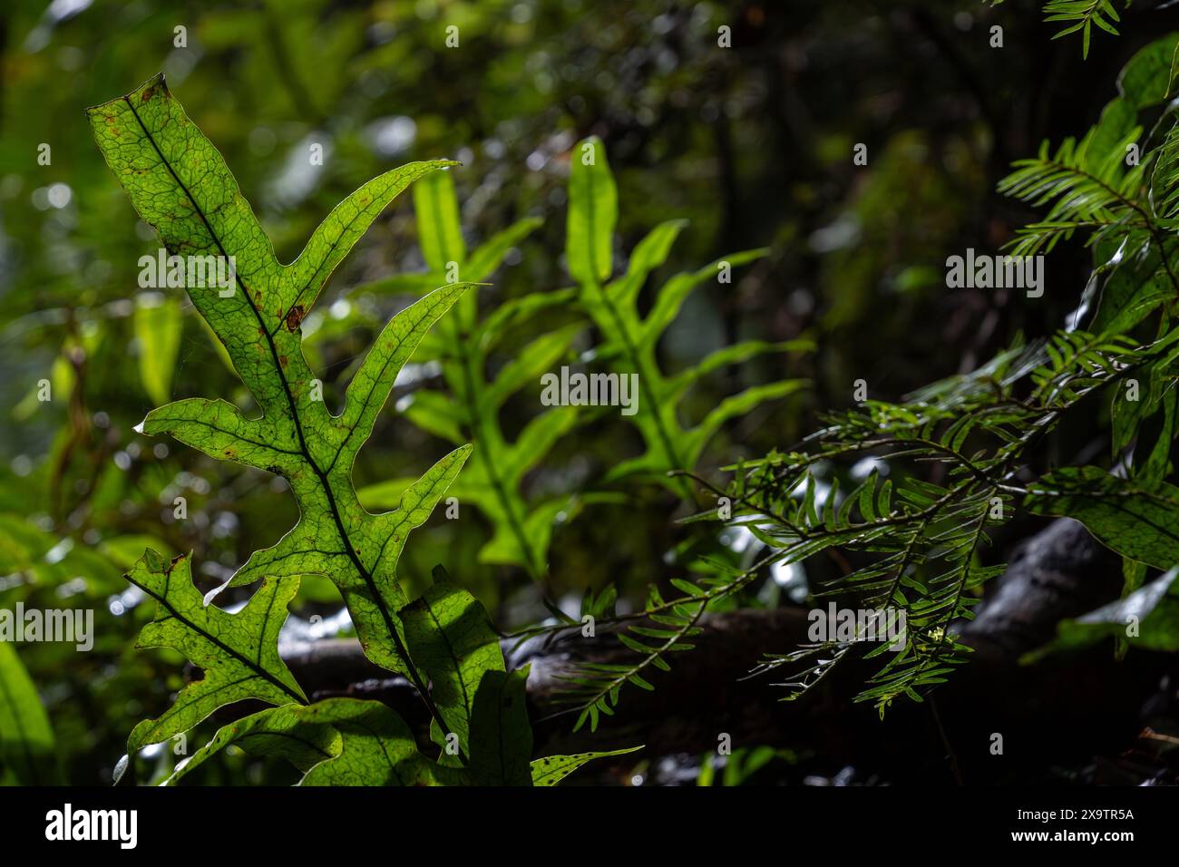 Hound's Tongue Fern (Microsorum pustulatum) growing on forest floor ...