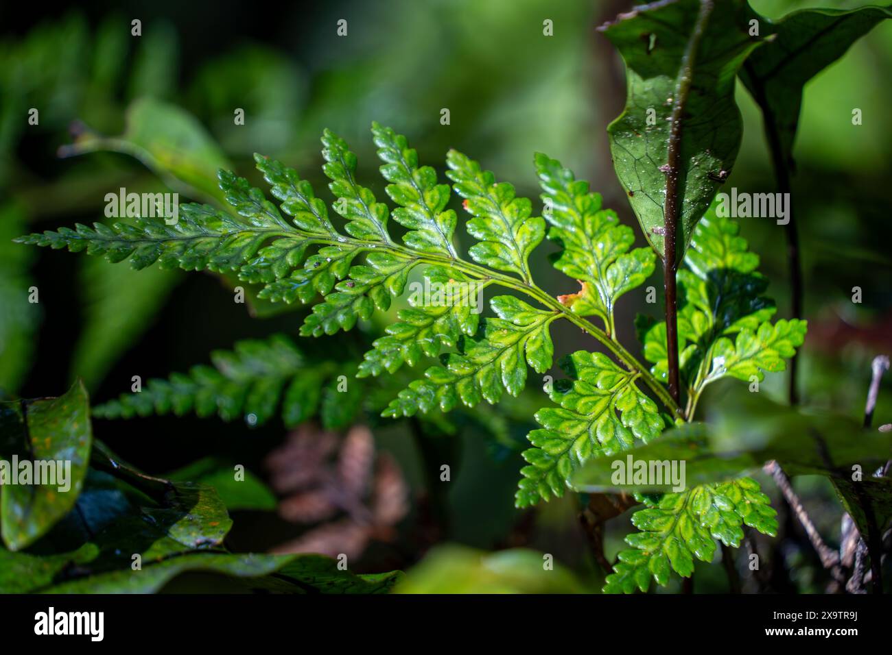 Mātā fern (Histiopteris incisa) in regenerating forest. New Zealand ...