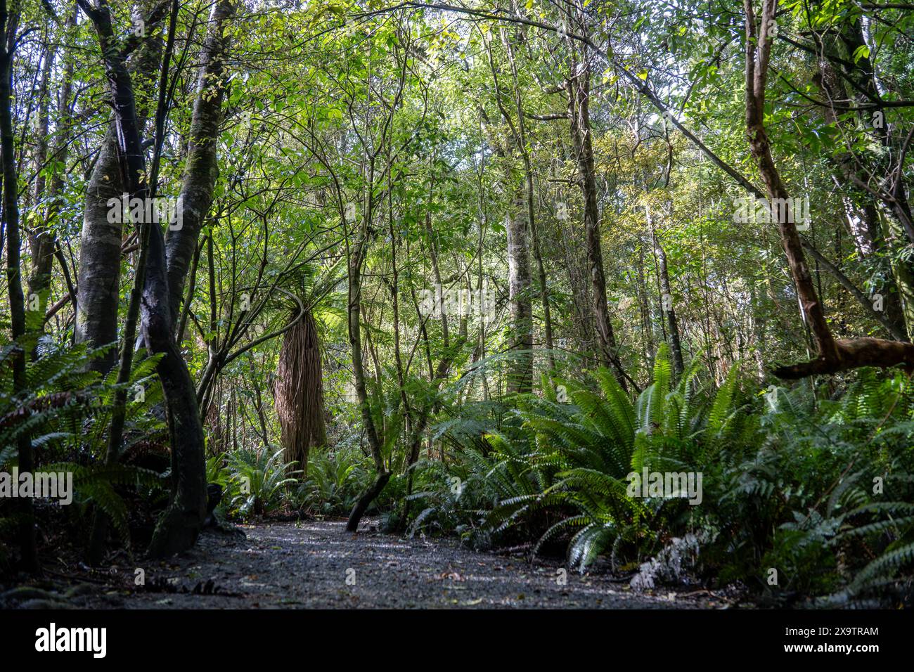 Walking track in Seaward Bush Reserve forest, Invercargill, New Zealand ...