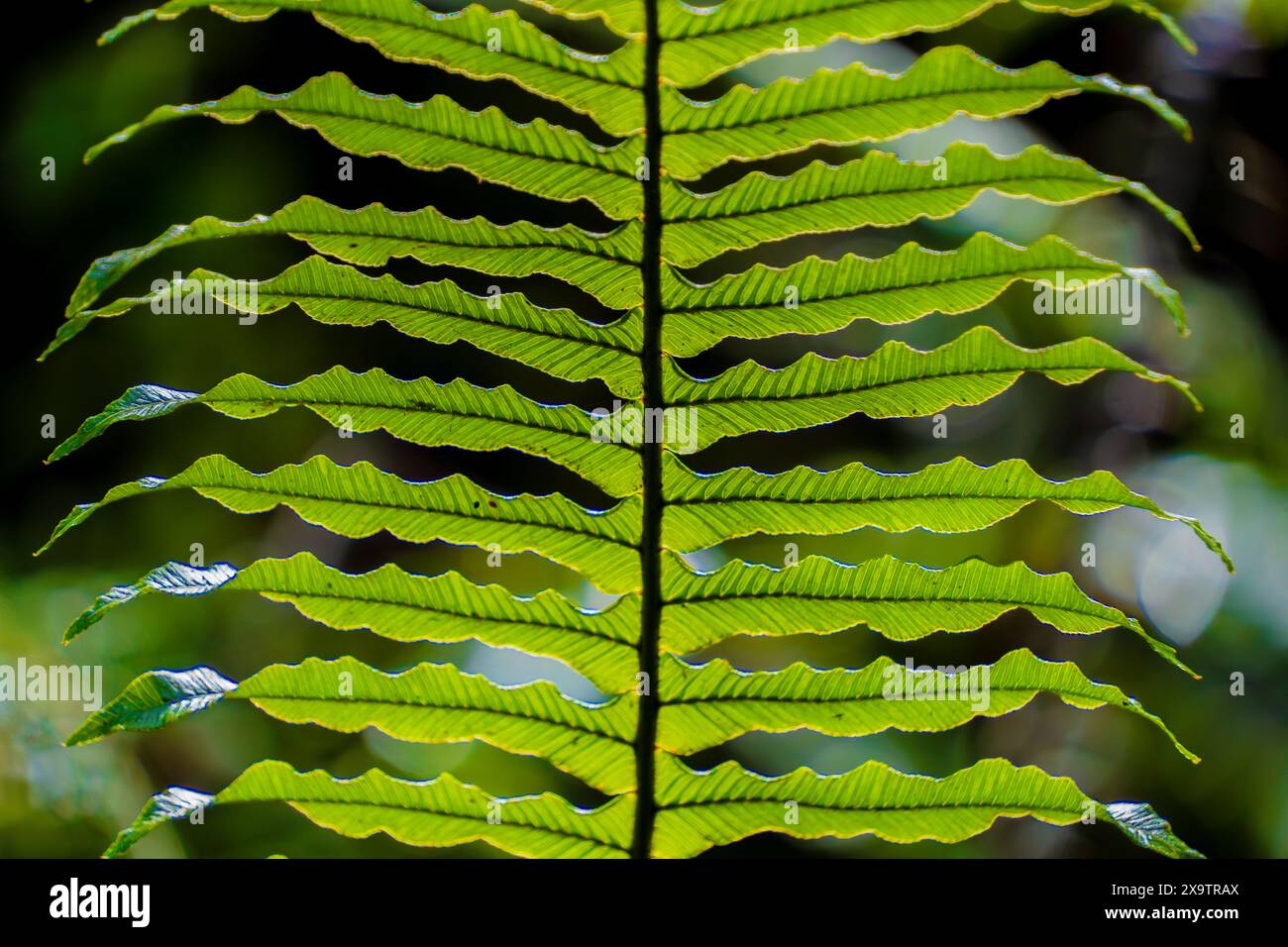 Close-up of green Crown Fern (Lomaria discolor), endemic to New Zealand ...