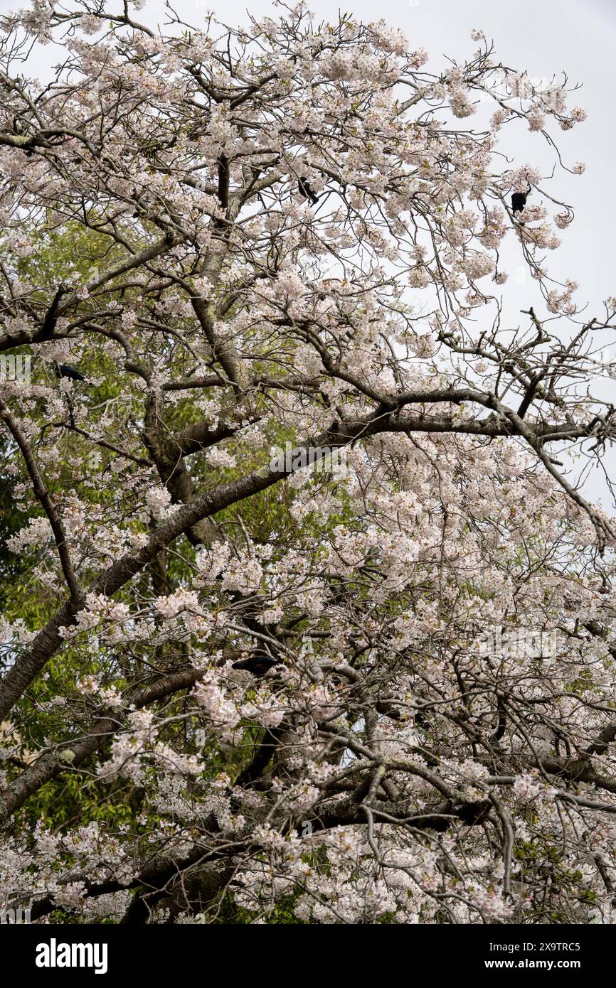 A group of tui birds in white flowering cherry tree. Spring blossom at ...