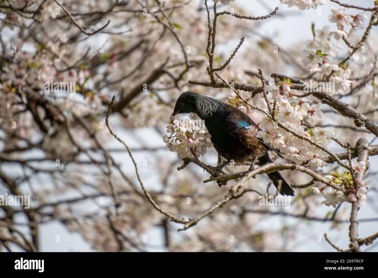 Tui bird in white flowering cherry tree. Spring blossom at Queens Park ...