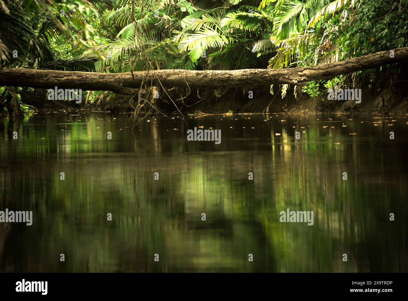 Reflection of tropical river ecosystem on water surface, a view of ...