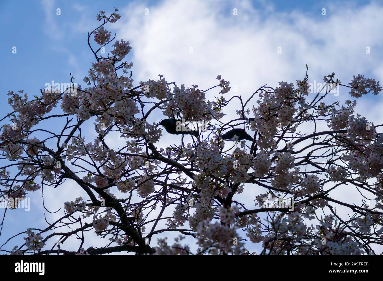 Tui birds two new zealand hi-res stock photography and images - Alamy