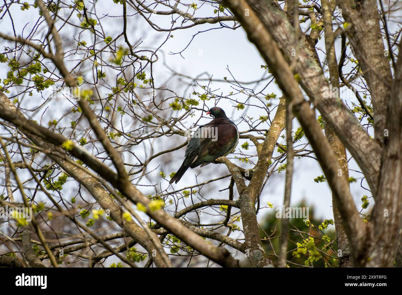 Elm tree of zealand hi-res stock photography and images - Alamy