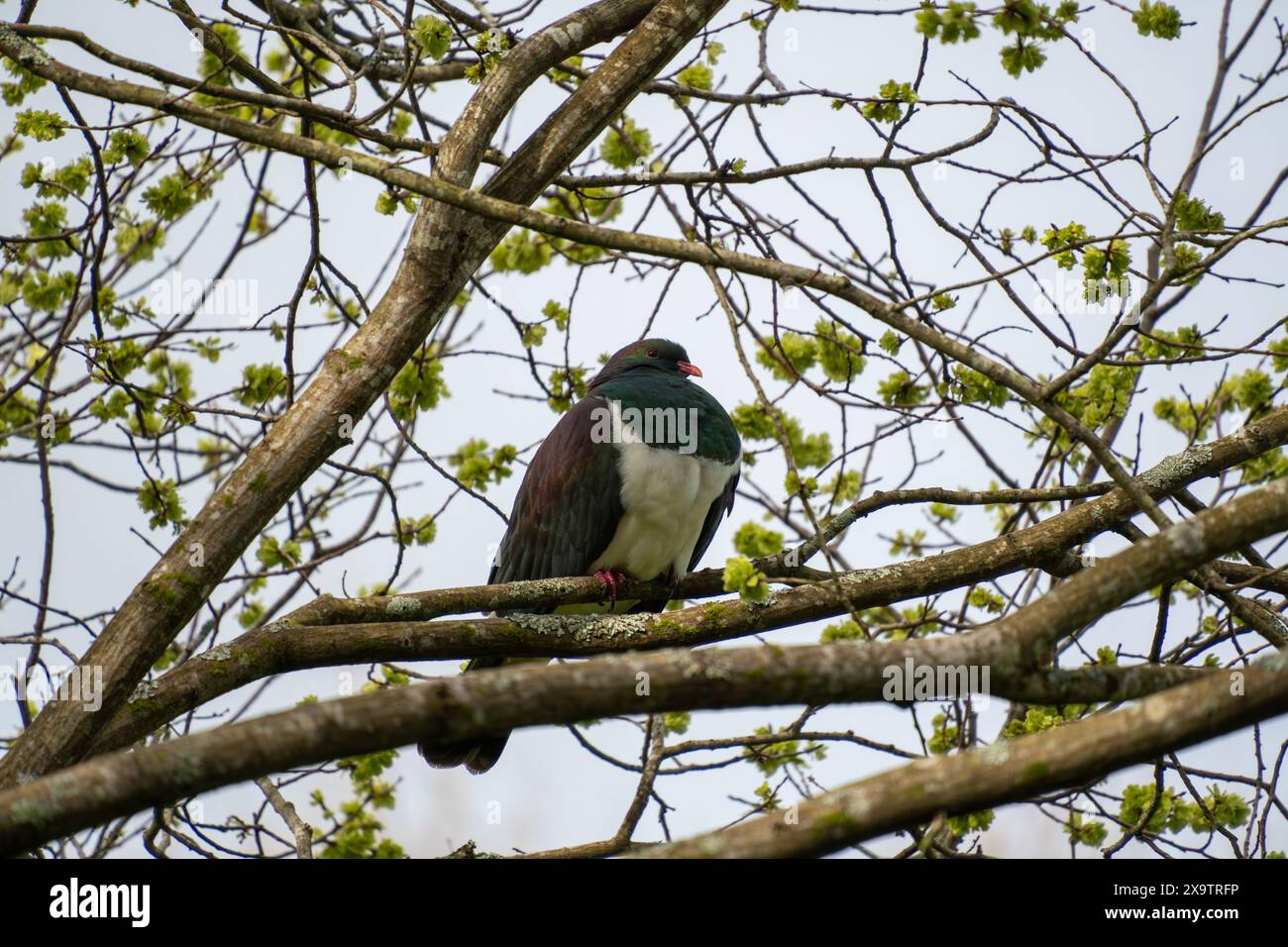 New Zealand pigeon, or kereru, perched in tree. Queens Park ...