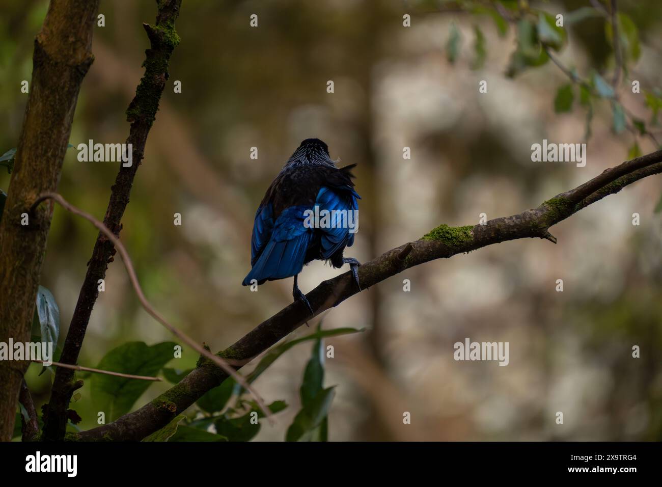 New Zealand tui bird showing iridescent blue feathers. Large copy space ...