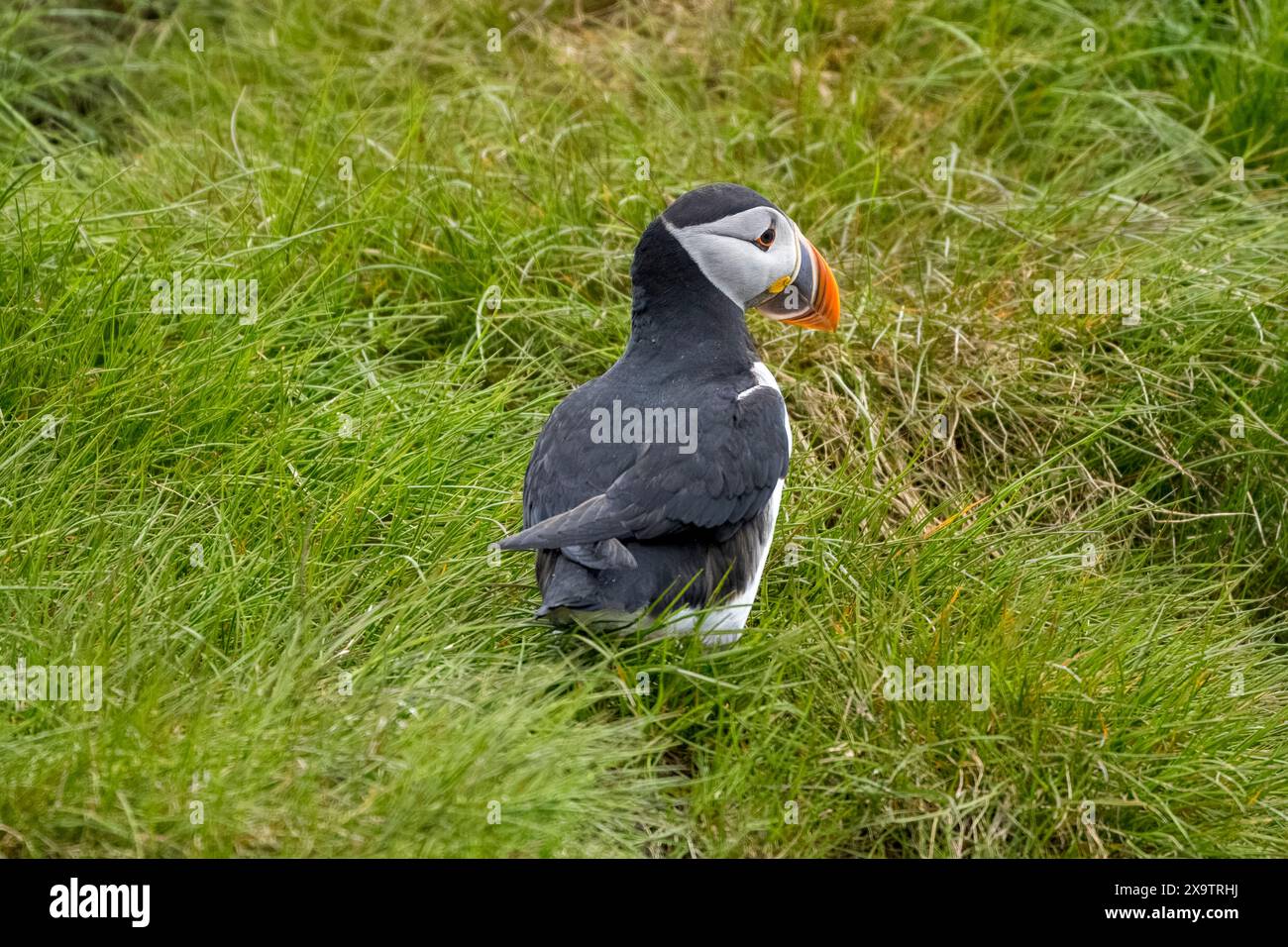 Puffin sighting hi-res stock photography and images - Alamy