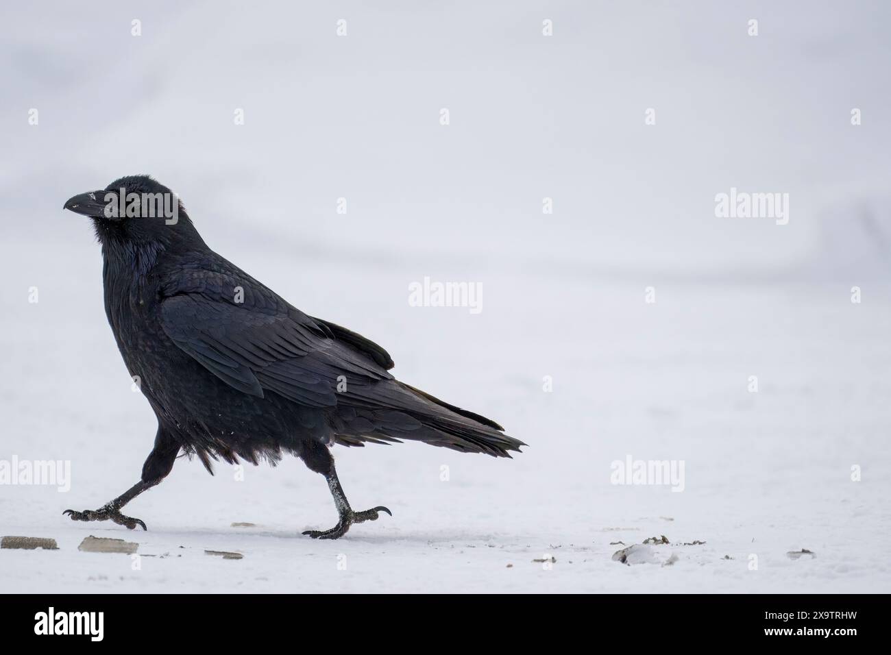 Ravenwalk hi-res stock photography and images - Alamy