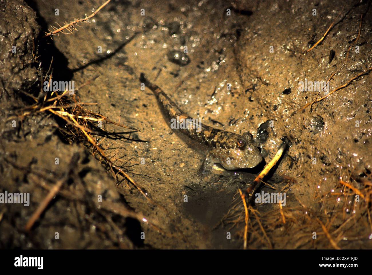 A mudskipper on the mud close to nipa palms on the side of Cigenter ...