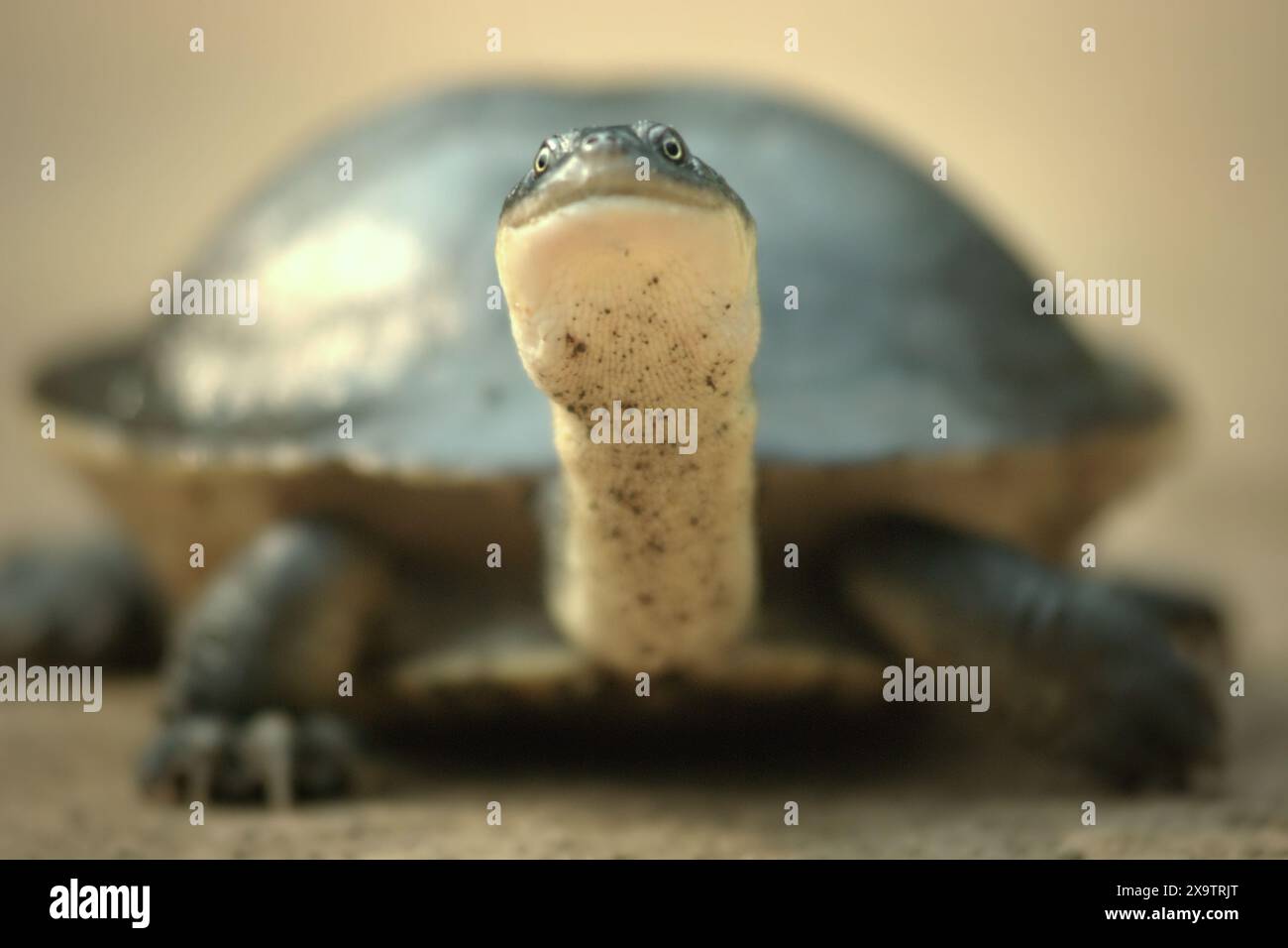 A rare and threatened species of freshwater turtle, the critically ...