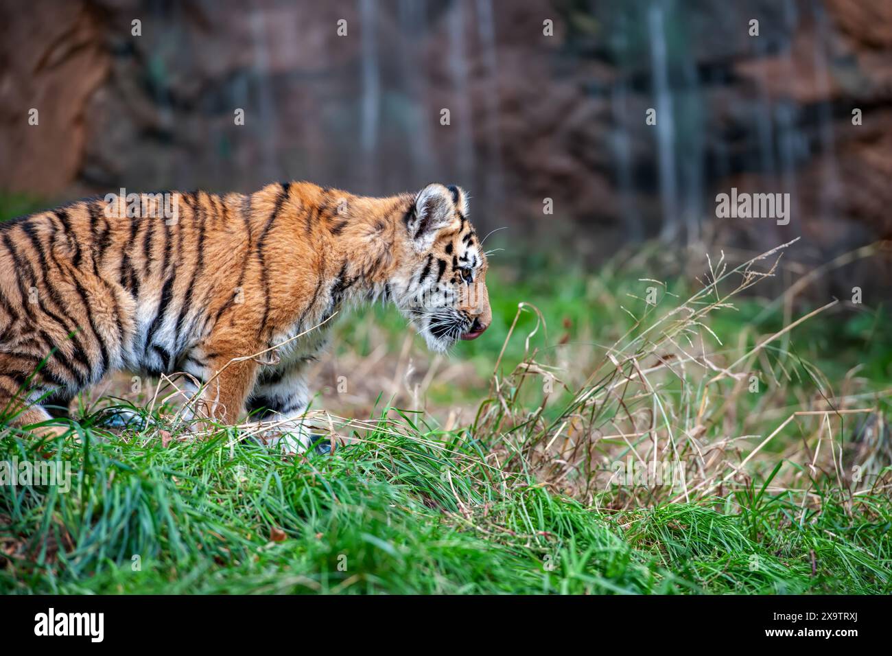 Tiger cub in the wild. Baby animal in green grass on waterfall ...