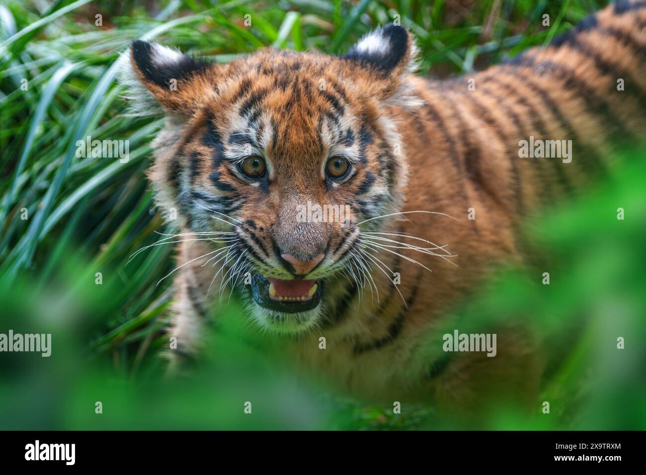 Tiger cub in the wild. Animal in green grass. Wild cat in nature ...