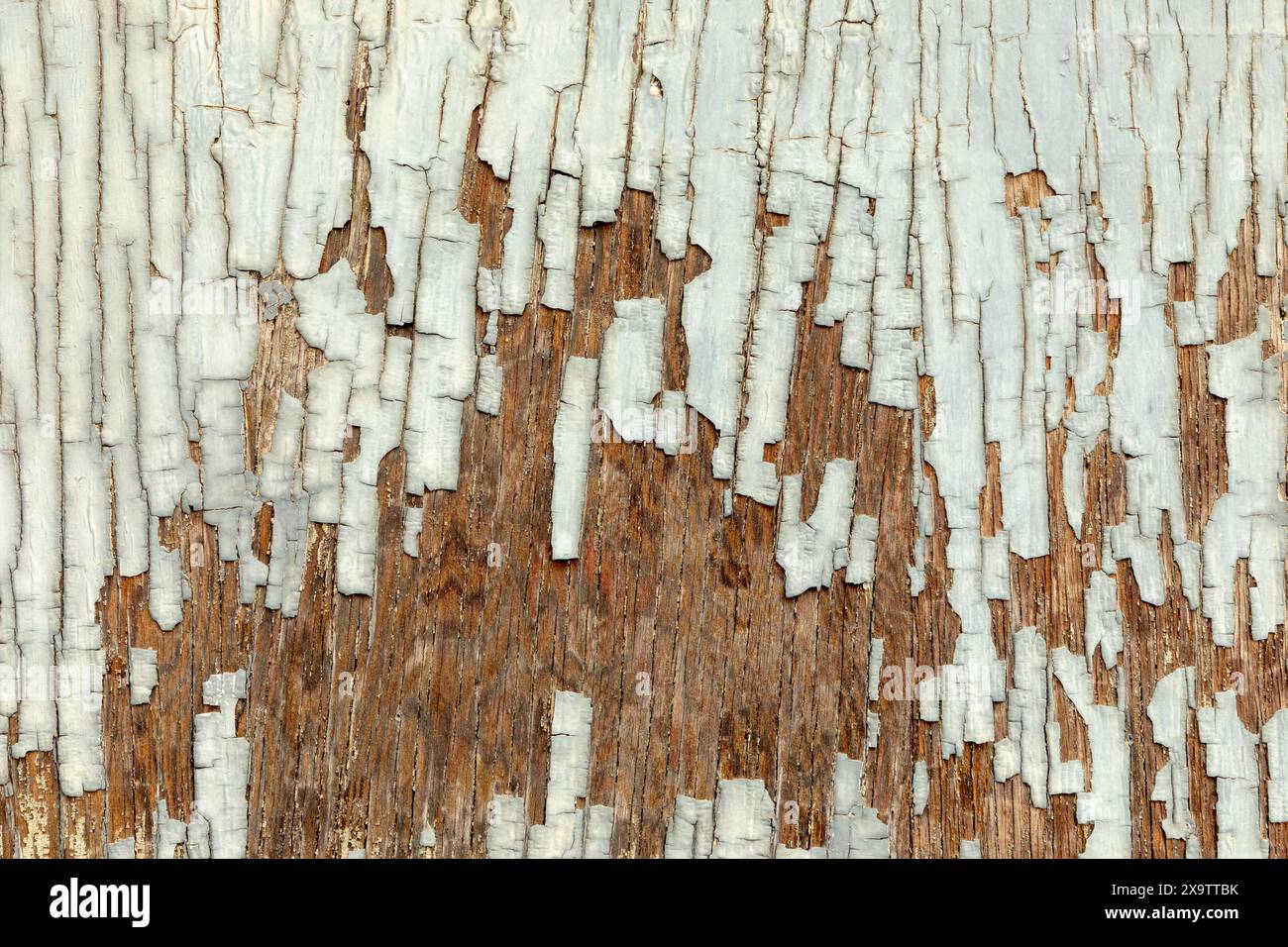 pattern of old paint at the wall with cracked old rotten peeling of oil ...