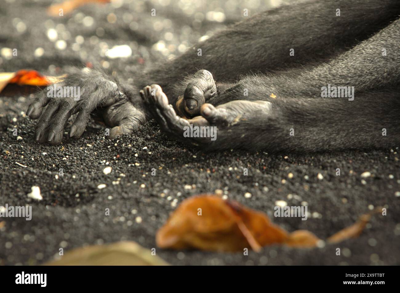 Hands and right foot of a Sulawesi black-crested macaque (Macaca nigra ...
