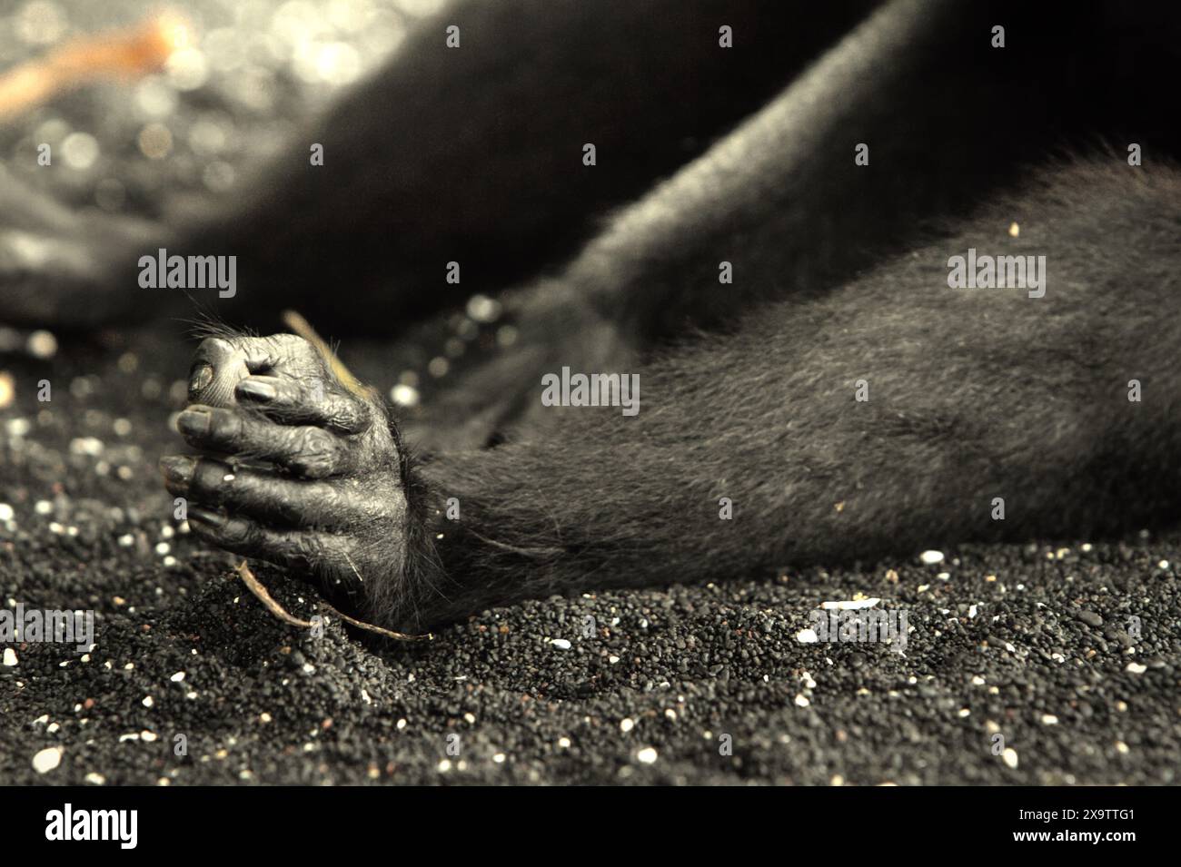 Hands and right foot of a Sulawesi black-crested macaque (Macaca nigra ...