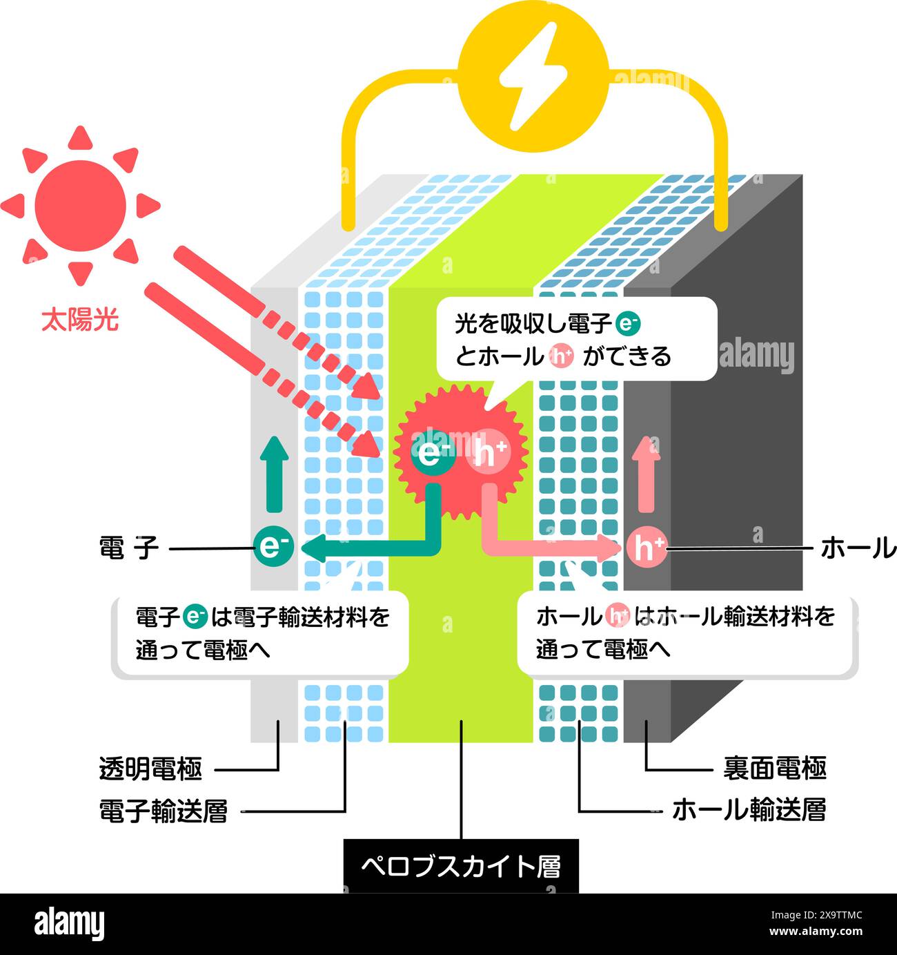 Plant energy mechanism Cut Out Stock Images & Pictures - Alamy