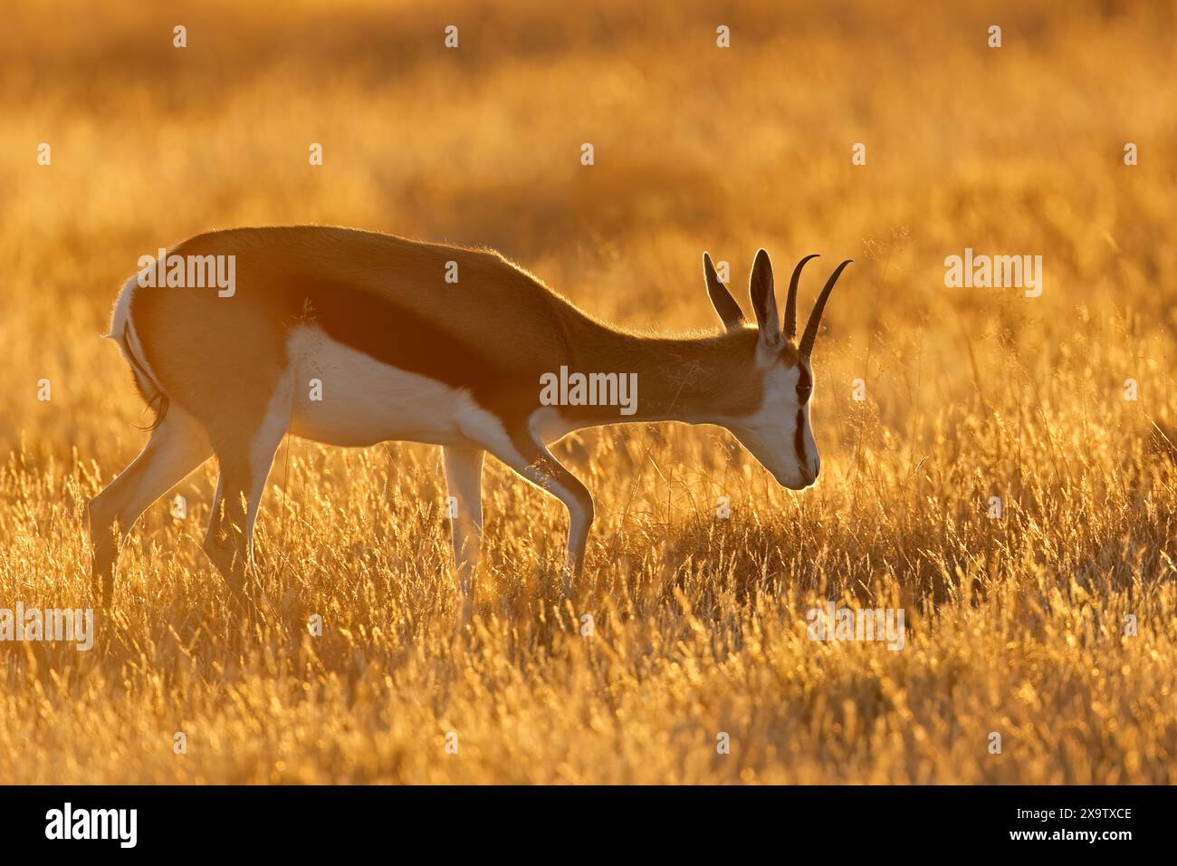Springbok antelope (Antidorcas marsupialis) in grassland at sunset ...