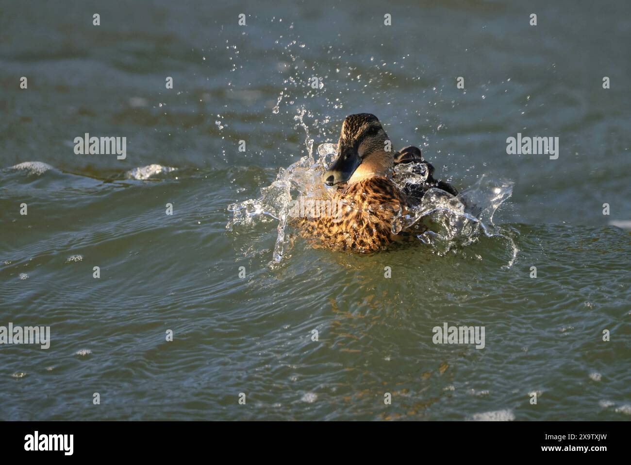 Female mallard duck splashing in water Stock Photo - Alamy