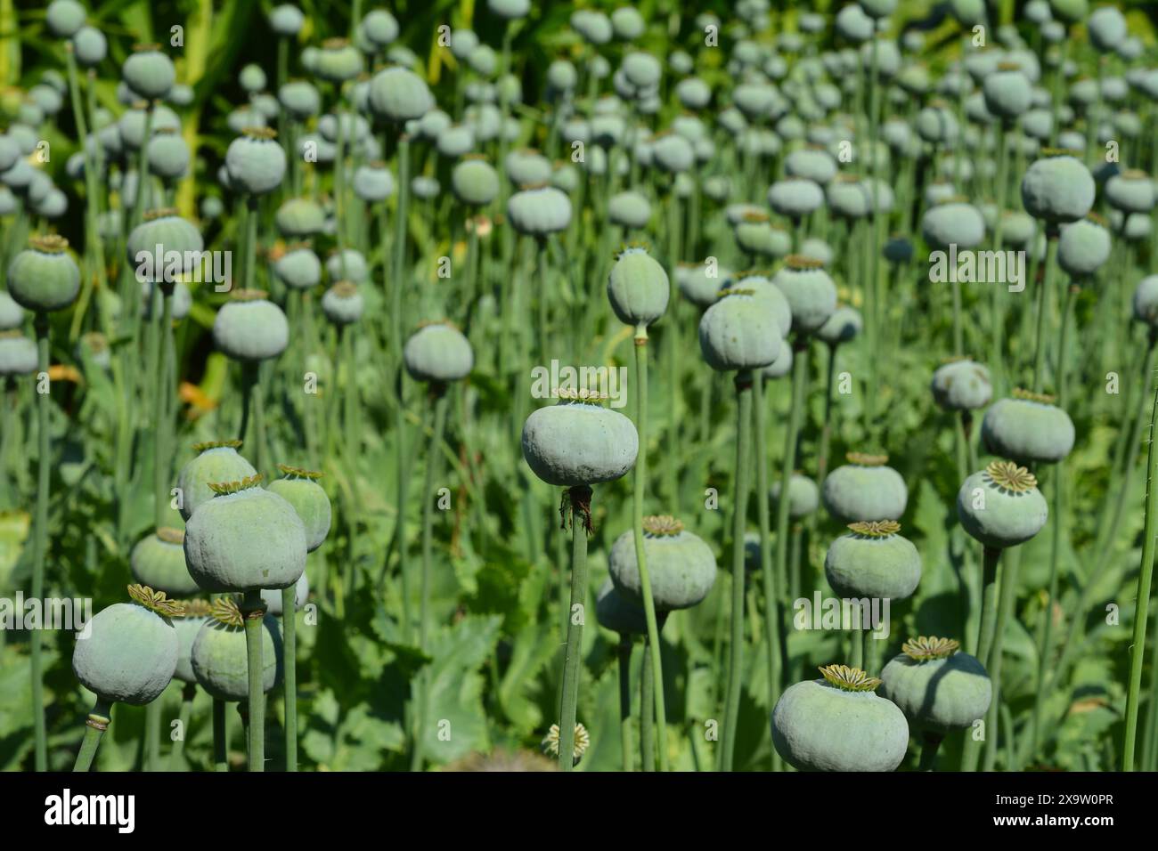 Opium poppy afghanistan hi-res stock photography and images - Alamy