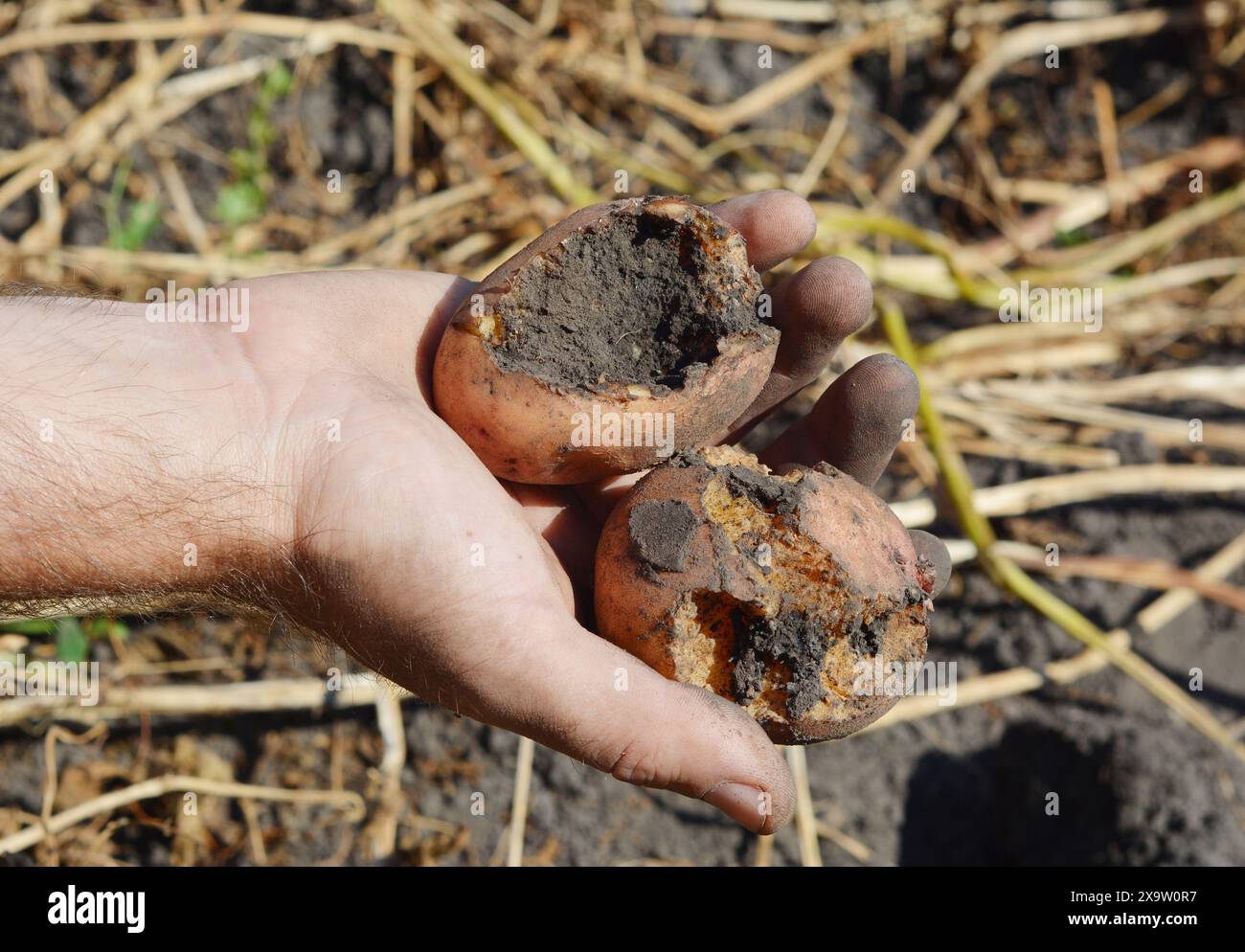 White grub potato hi-res stock photography and images - Alamy