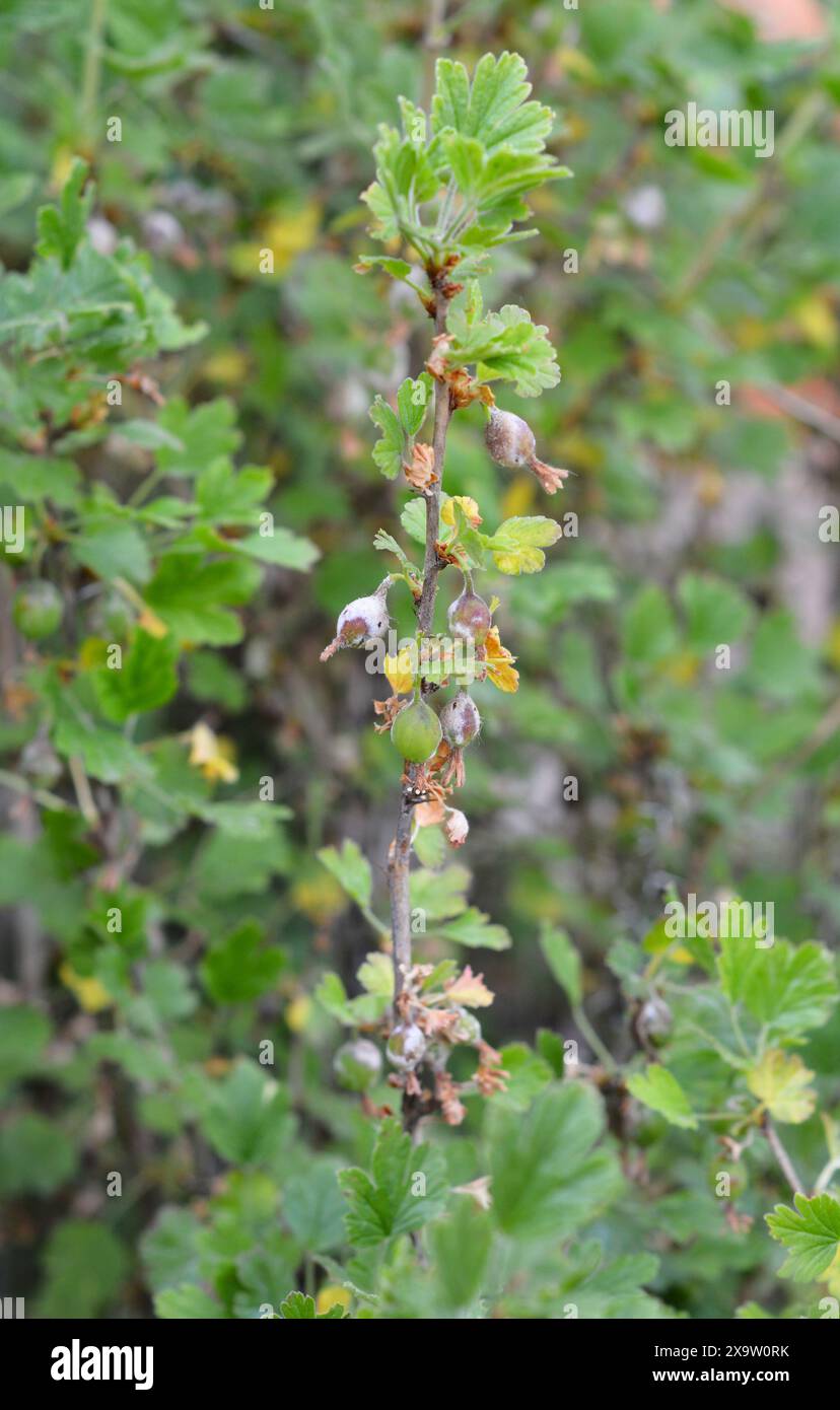 Powdery mildew on gooseberry bushes and gooseberry berries Stock Photo ...