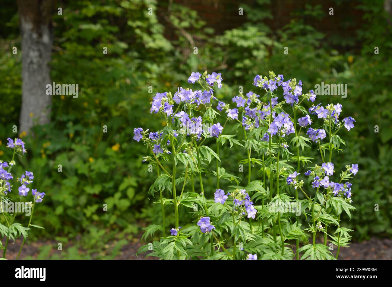 Beautiful Polemonium caeruleum, Jacob's-ladder or Greek valerian ...