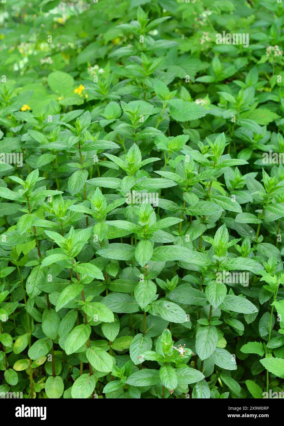 Growing peppermint plant in the garden. Peppermint (Mentha piperita) is ...