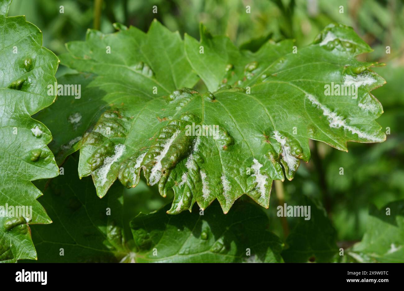Close up on grapes anthracnose and mildew disease symptoms. Anthracnose ...