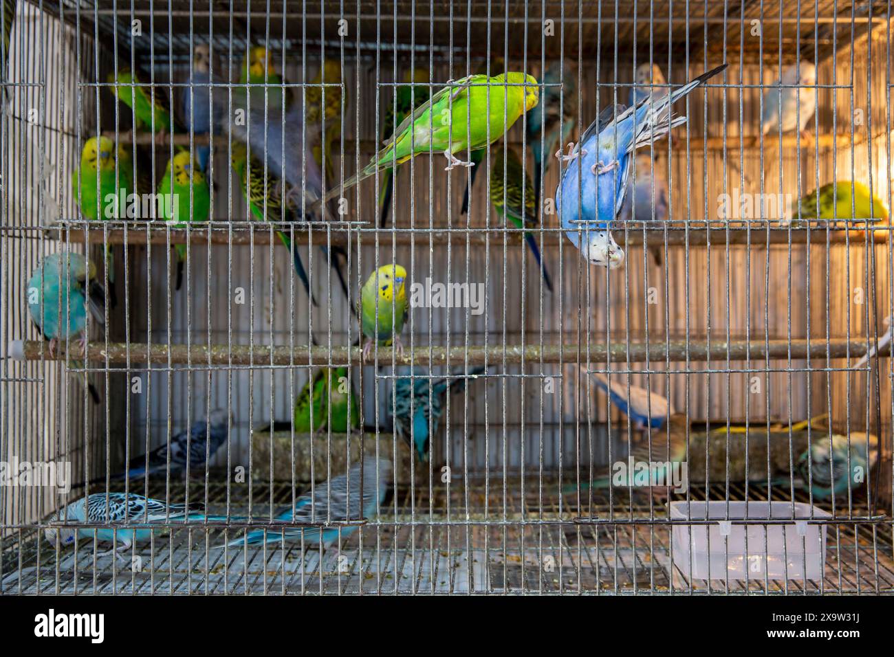 Caged birds are displayed for sale at the Katabon Pet Market in Dhaka ...