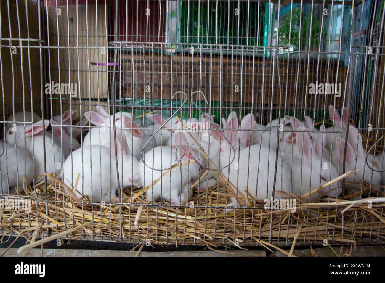 Adorable Rabbits in cage for sale at Katabon Pet Market in Dhaka ...