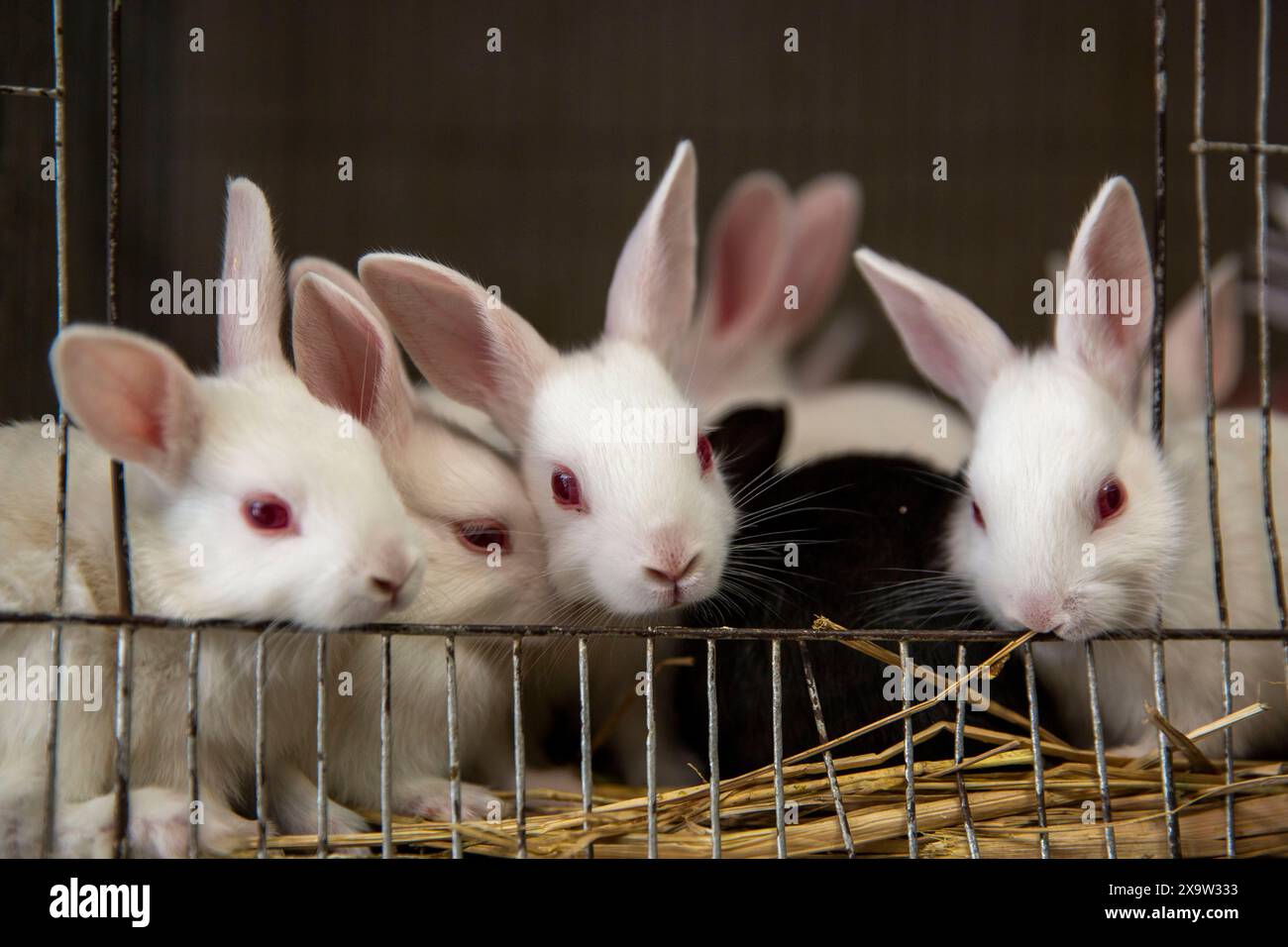 Adorable Rabbits in cage for sale at Katabon Pet Market in Dhaka ...