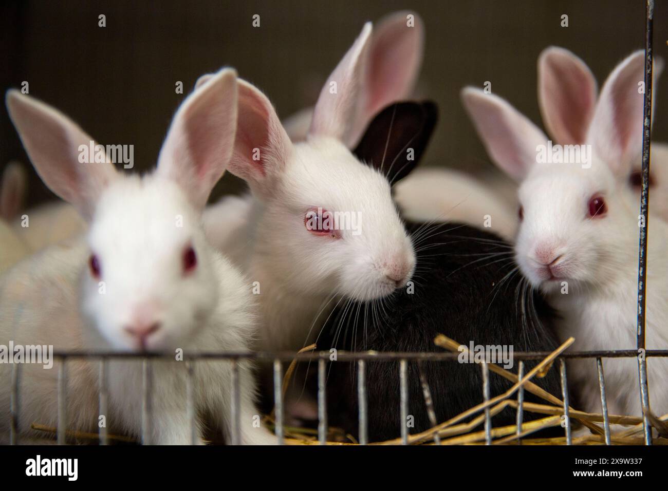 Adorable Rabbits in cage for sale at Katabon Pet Market in Dhaka ...