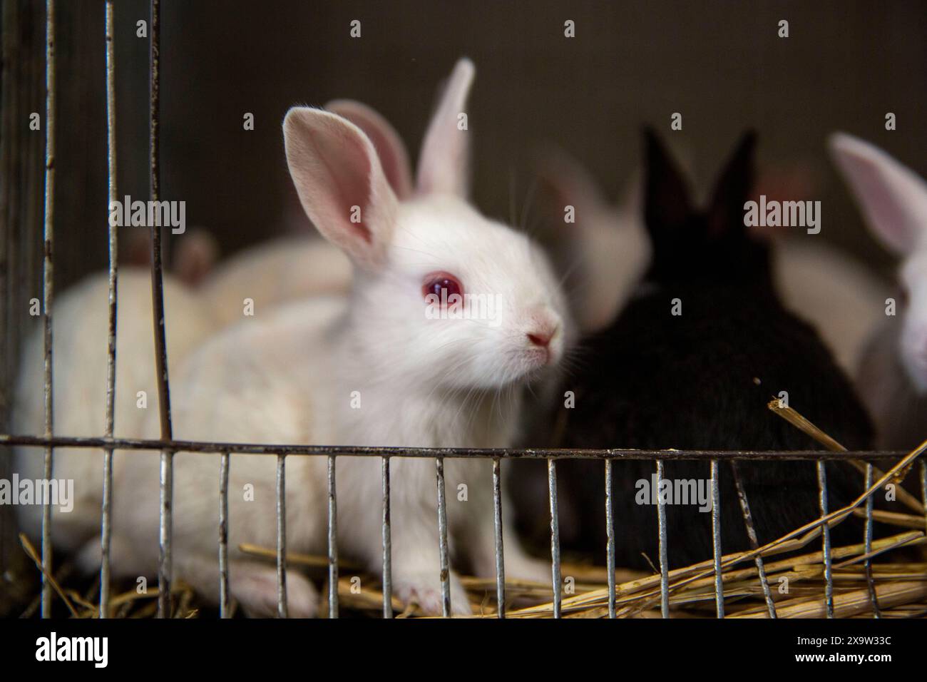 Adorable Rabbits in cage for sale at Katabon Pet Market in Dhaka ...