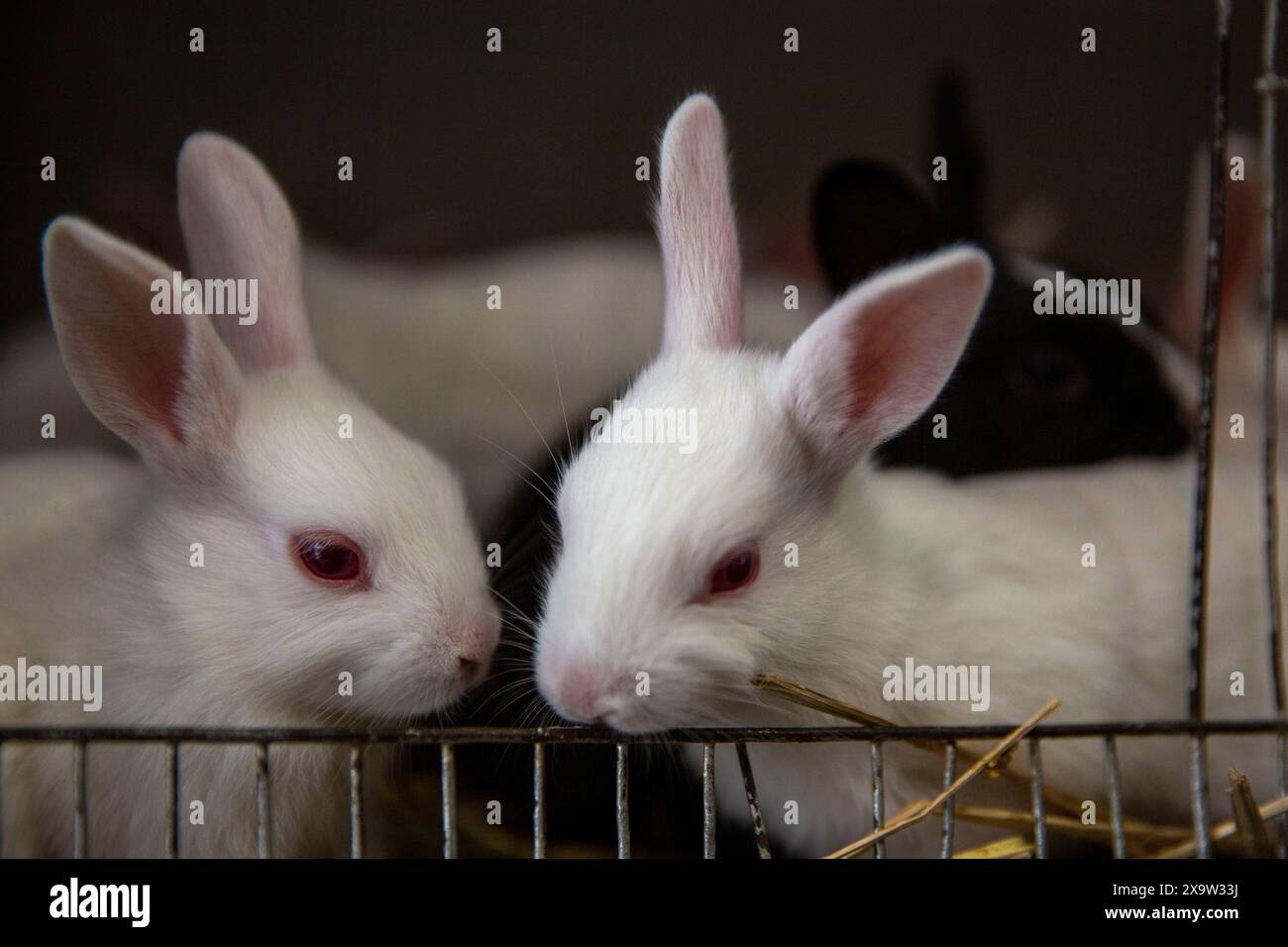 Adorable Rabbits in cage for sale at Katabon Pet Market in Dhaka ...