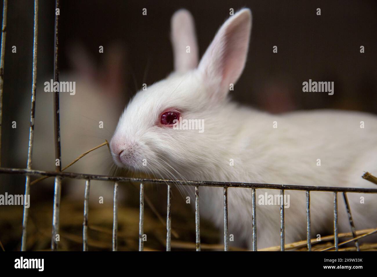 Adorable Rabbits in cage for sale at Katabon Pet Market in Dhaka ...