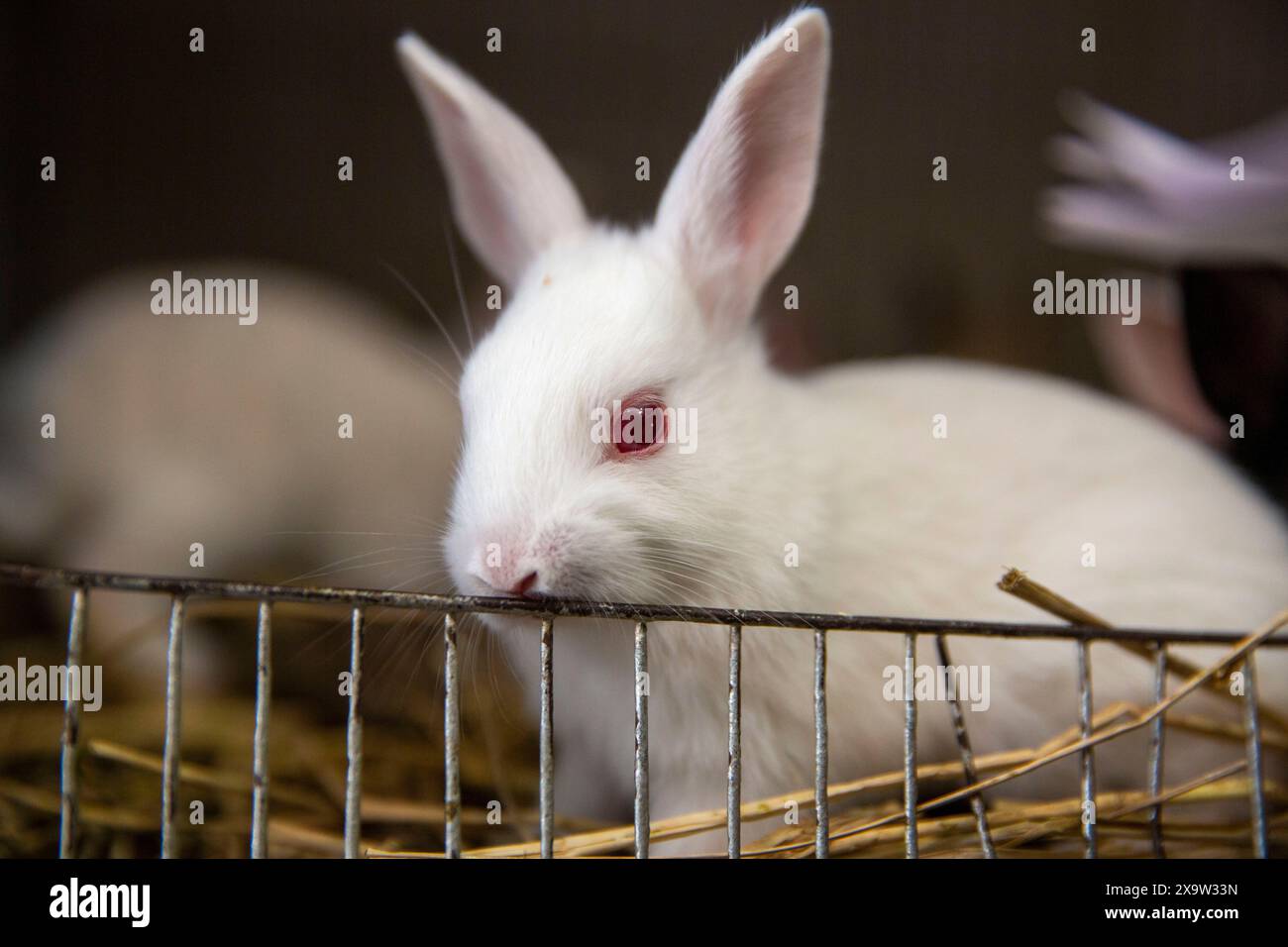 Adorable Rabbits in cage for sale at Katabon Pet Market in Dhaka ...