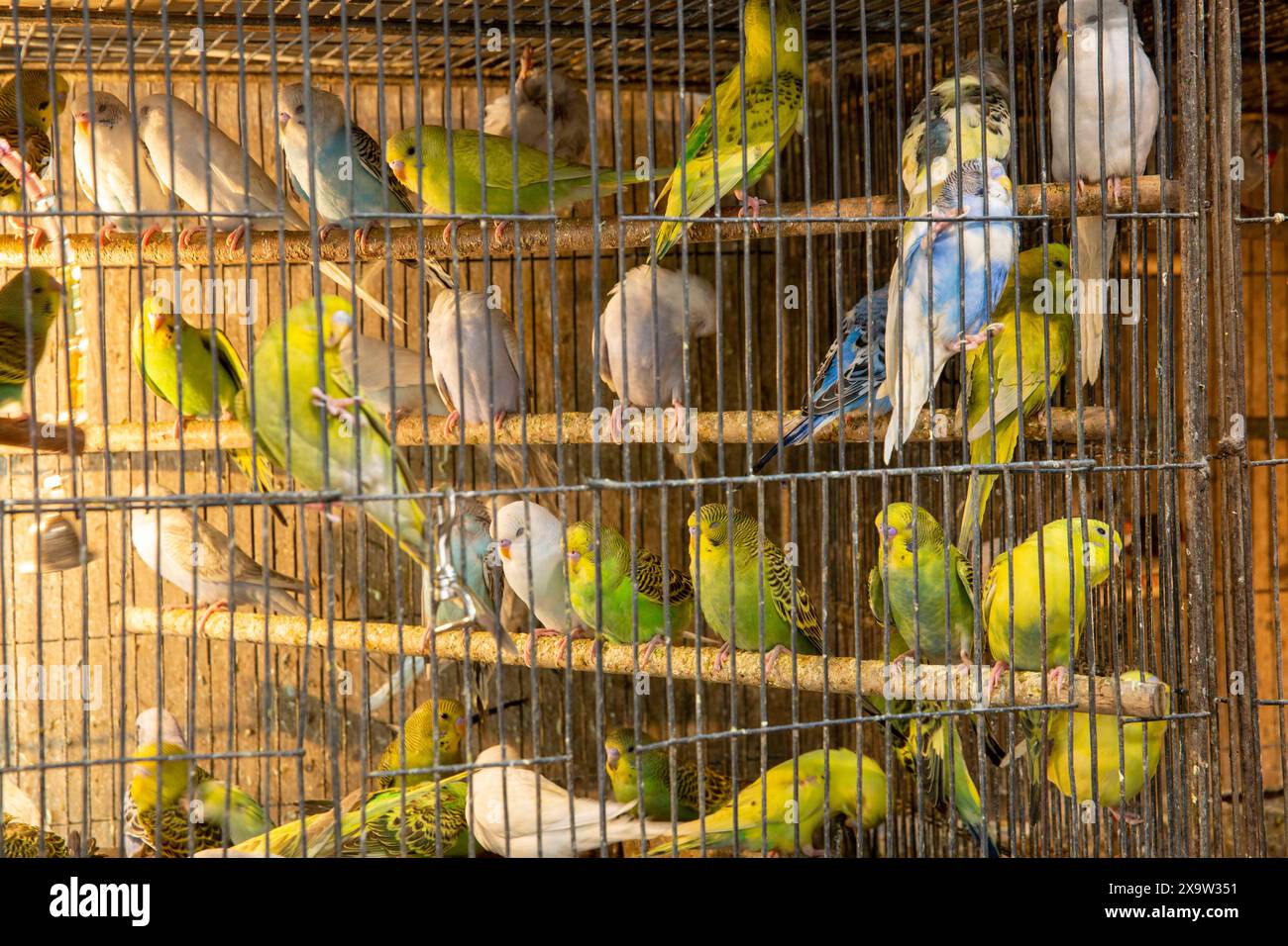 Caged birds are displayed for sale at the Katabon Pet Market in Dhaka ...