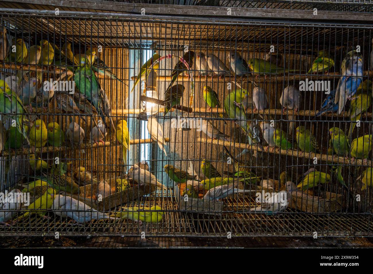 Caged birds are displayed for sale at the Katabon Pet Market in Dhaka ...