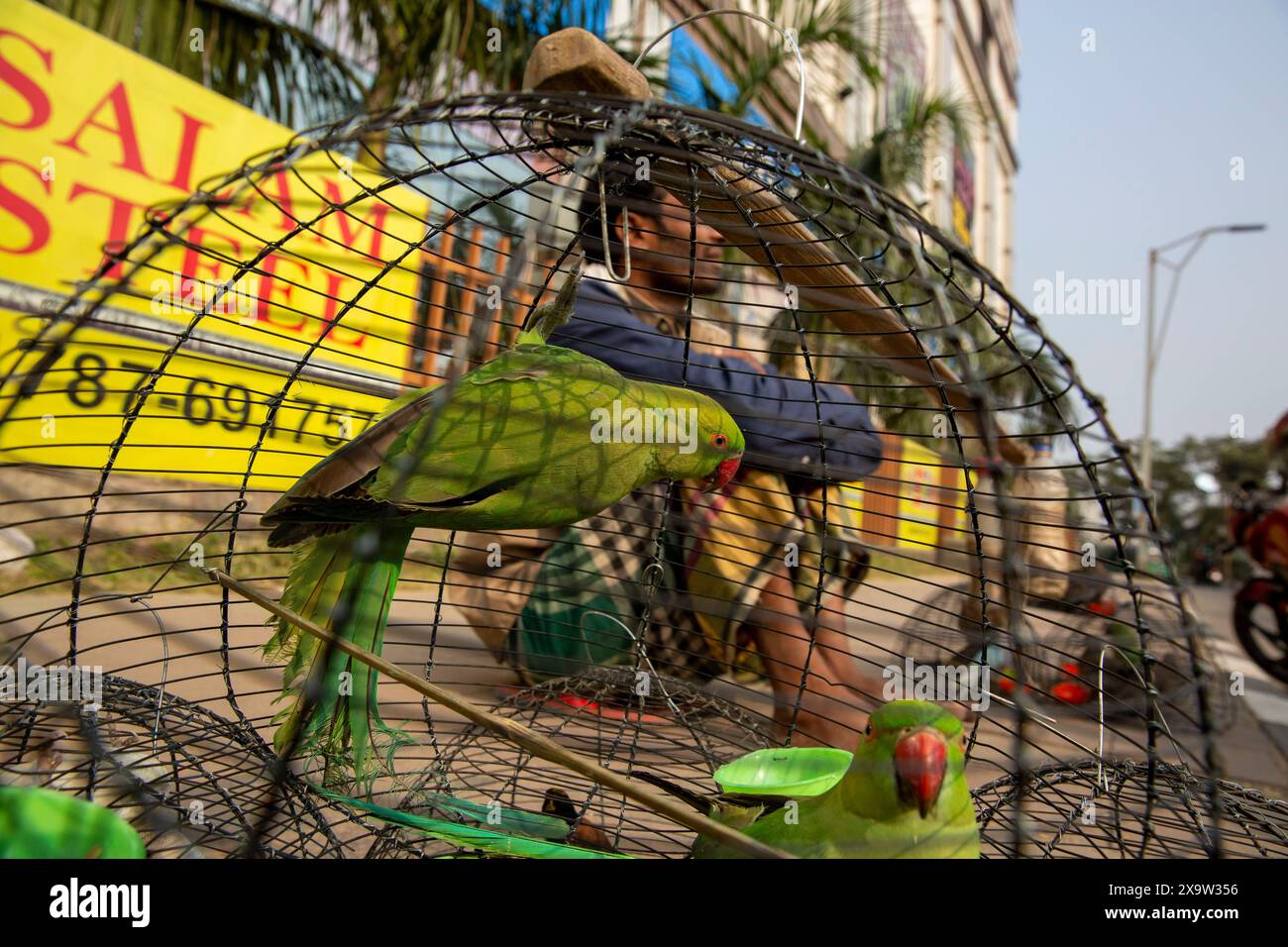 A mobile street vendor sells wild parakeets in Dhaka, Bangladesh Stock ...