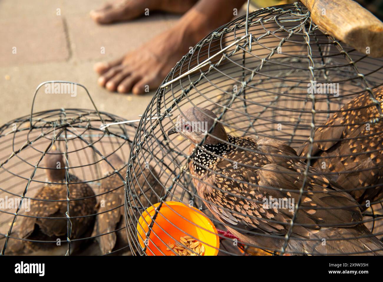 A mobile street vendor sells wild doves in Dhaka, Bangladesh Stock ...