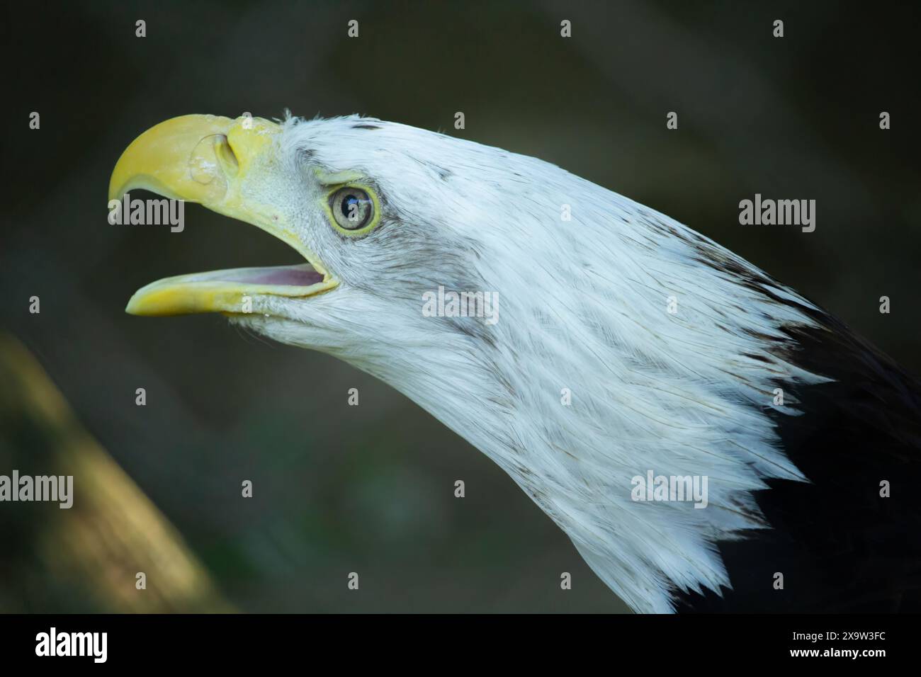 American Bald Eagle on dark background. Left side of the birds head ...