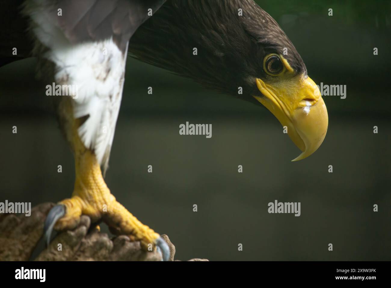 Close-up of yellow legs of a Stellers sea eagle. Sharp nails grab into ...