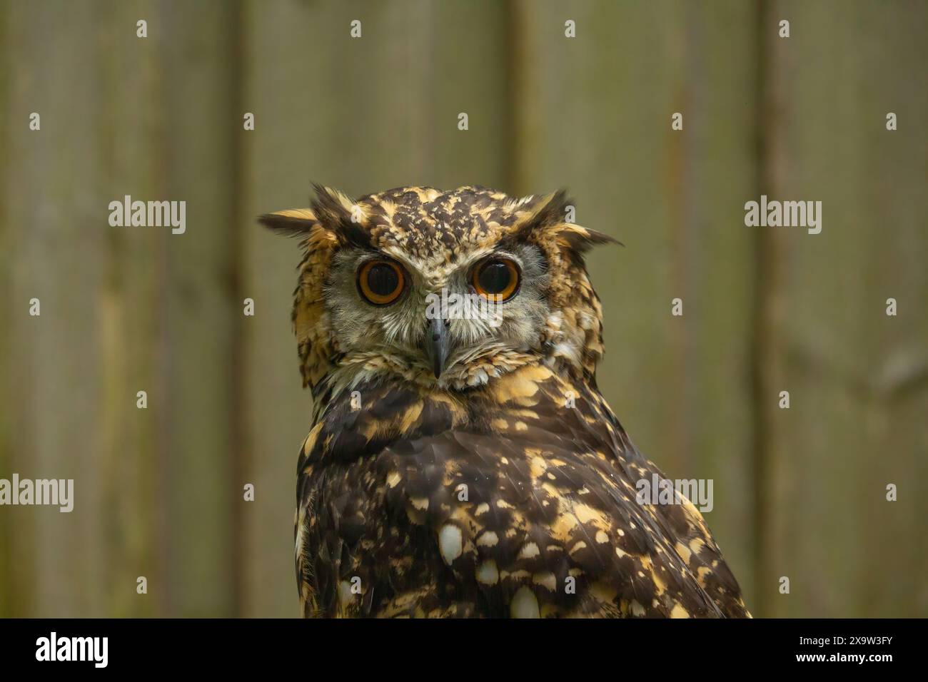 Cape eagle owl bubo capensis hi-res stock photography and images - Alamy