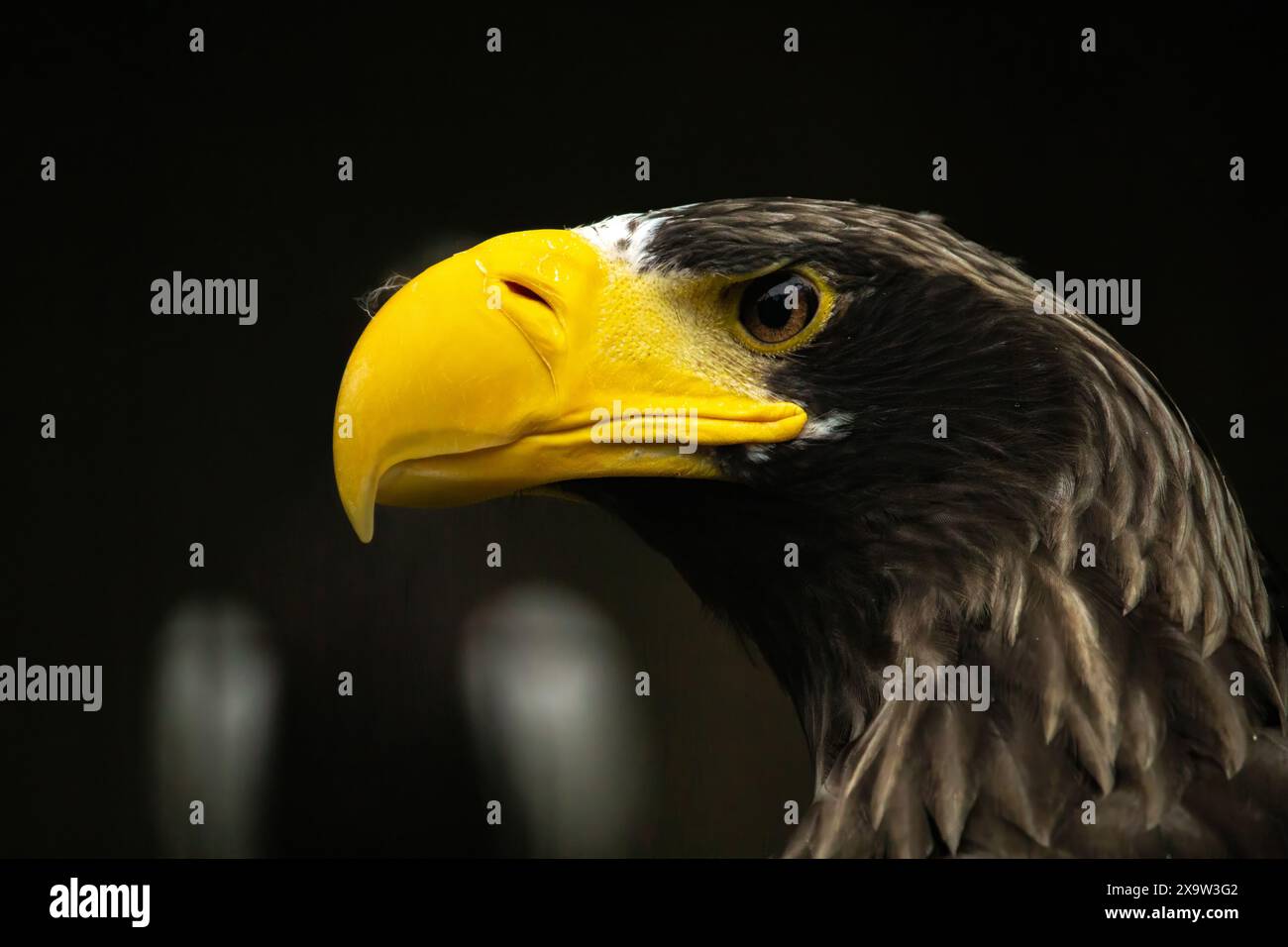 Head of steller's sea eagle head shot left side Stock Photo - Alamy