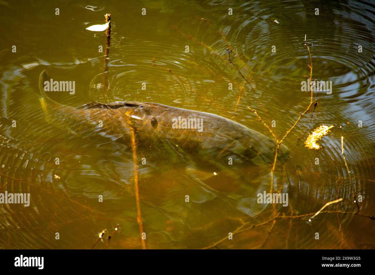 Large common carp cyprinus carpio hi-res stock photography and images ...