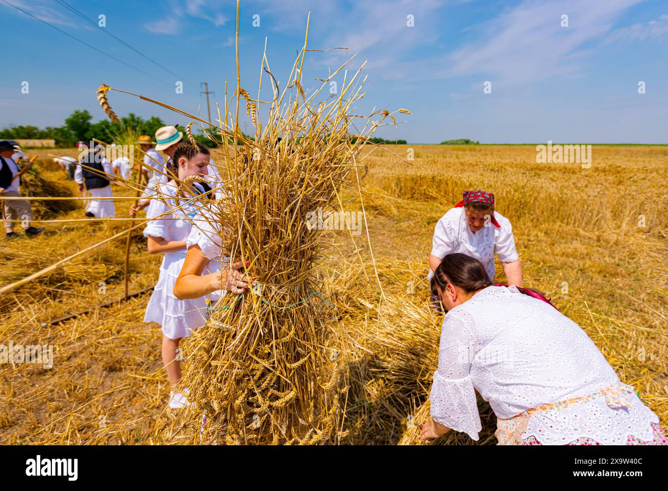 Several women are collecting small sheaves of fresh mowed wheat to make ...