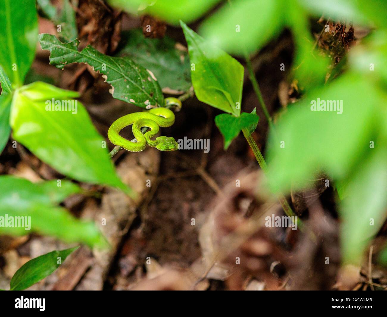 Baby viper snake hi-res stock photography and images - Alamy